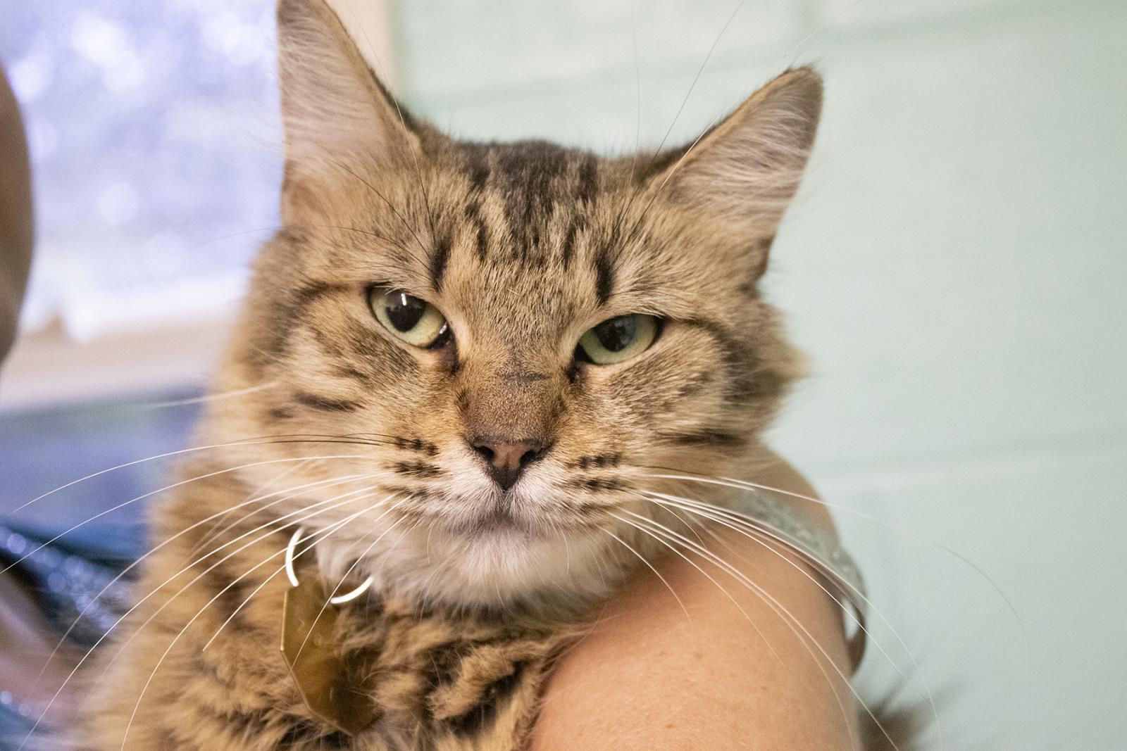 Home [humanesocietyofnca.org]