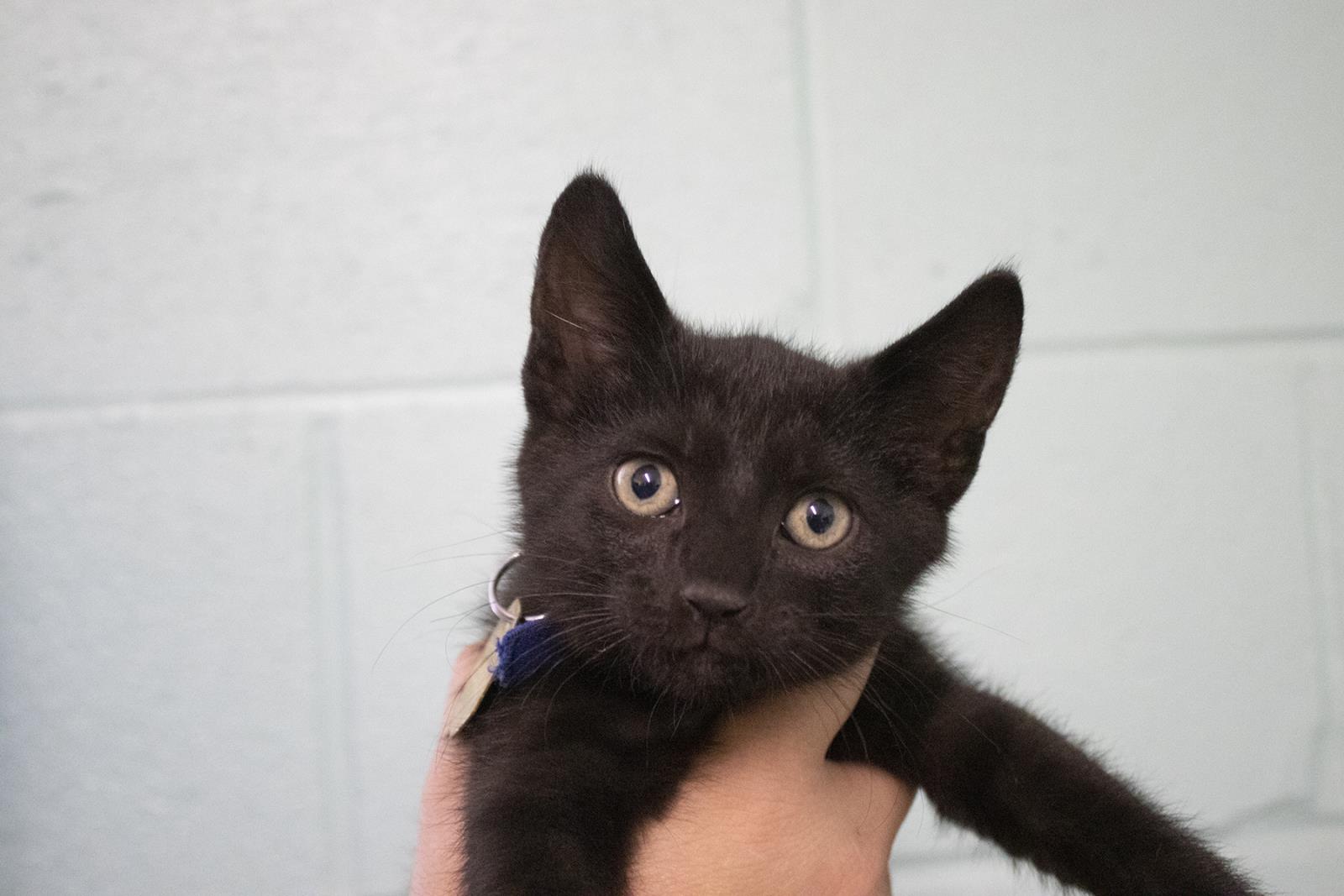 Home [humanesocietyofnca.org]