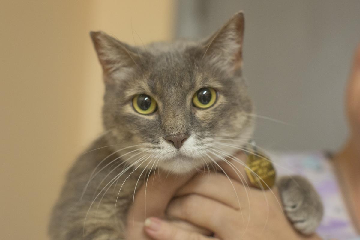 Adoptable Animals