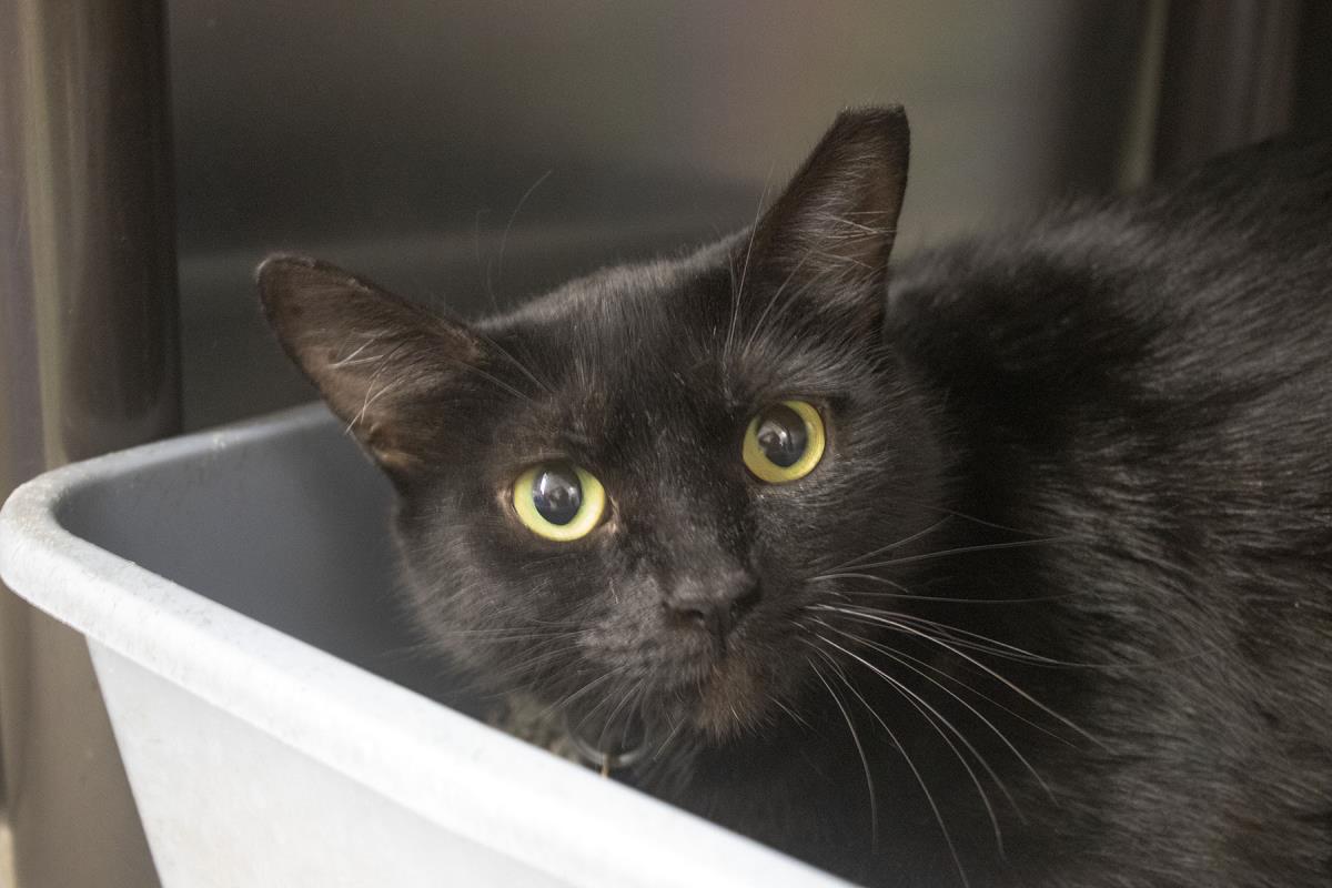 Adoptable Animals
