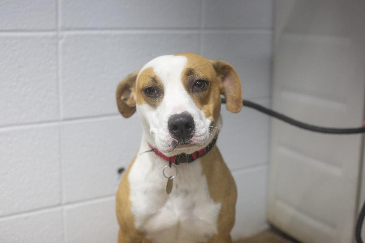 Animals at Humane Society of North Central Arkansas