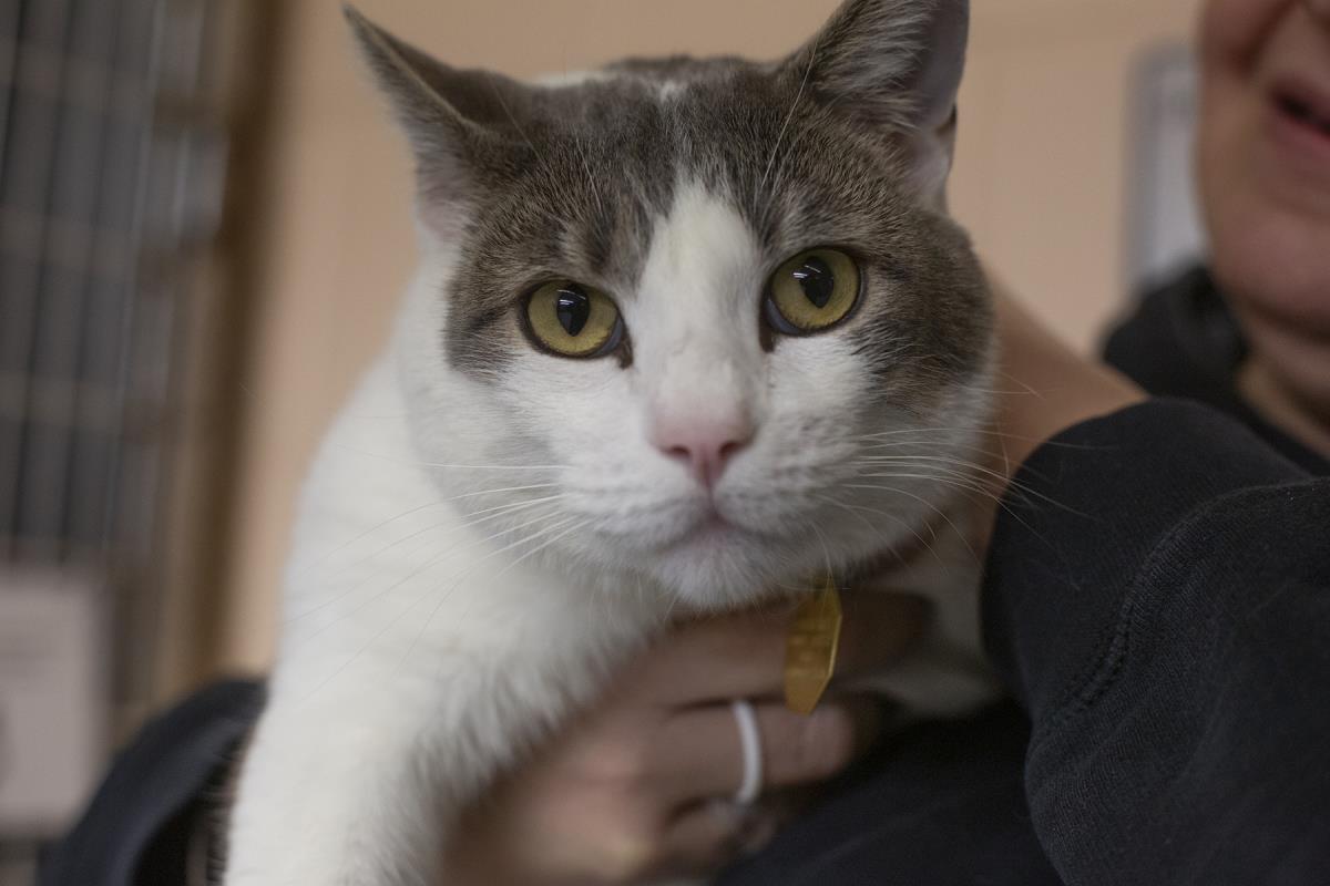 Adoptable Animals