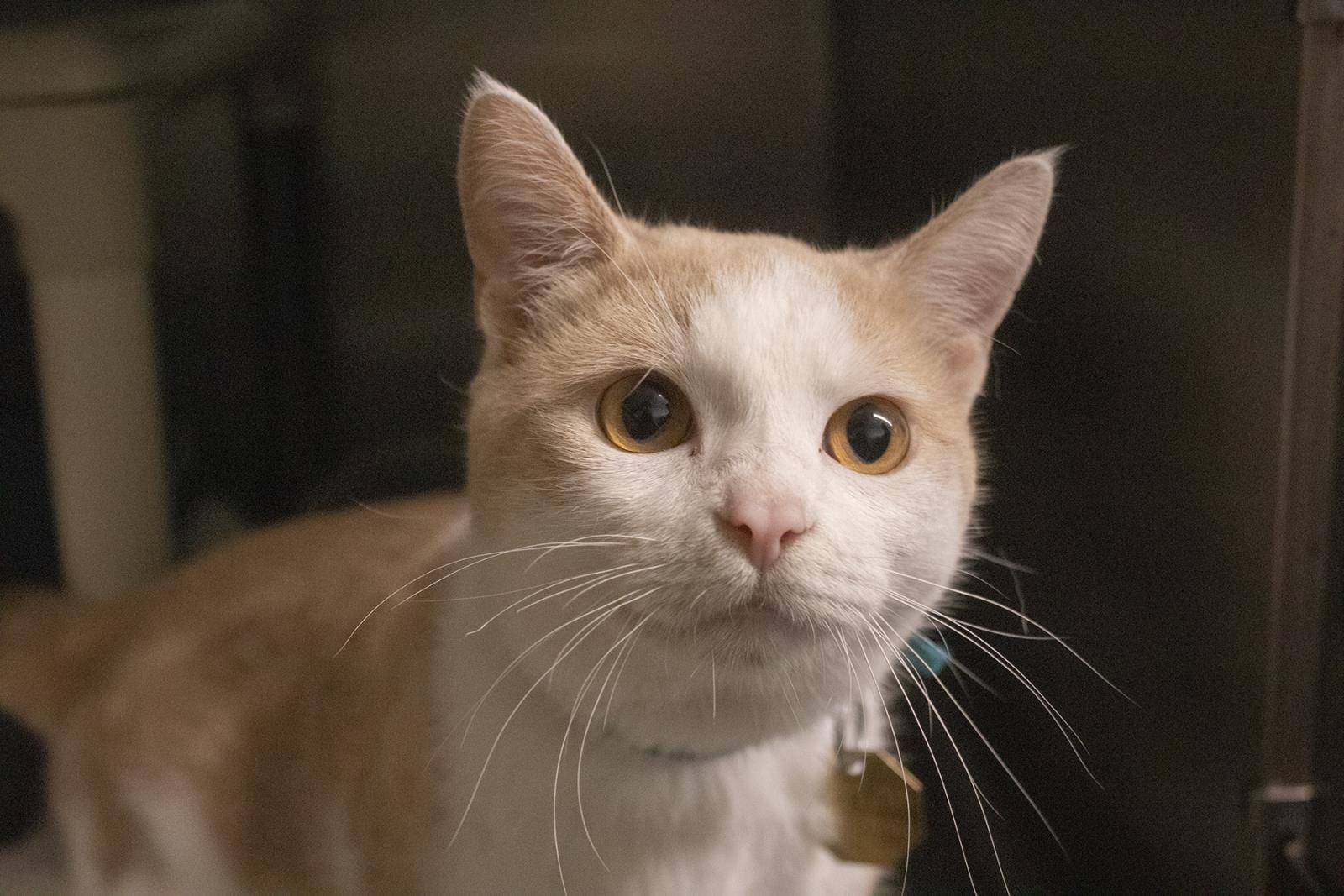 Home [www.humanesocietyofnca.org]