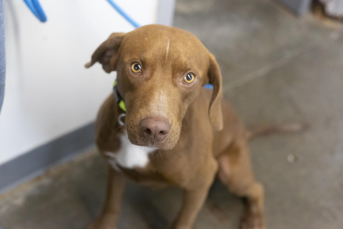 Adoptable Animals