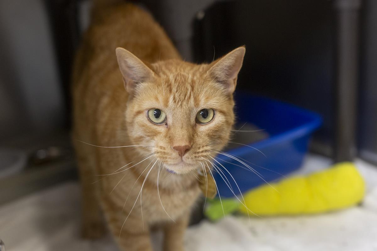 Animals at Humane Society of North Central Arkansas