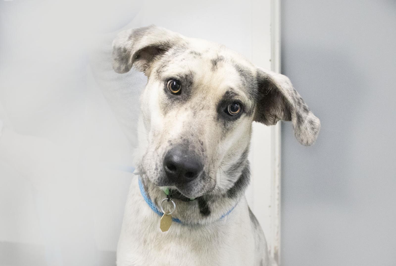 Home [humanesocietyofnca.org]