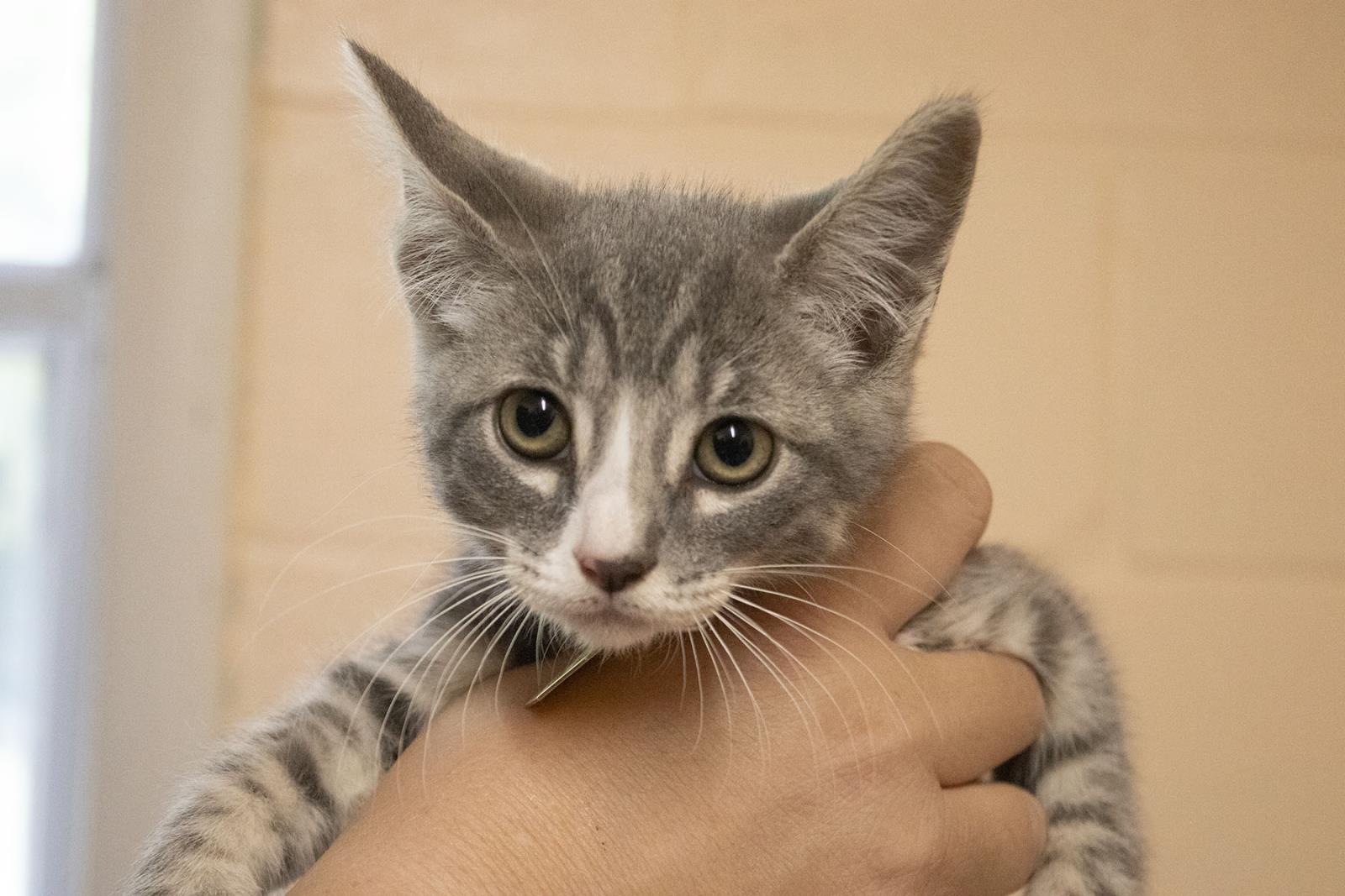 Animals at Humane Society of North Central Arkansas