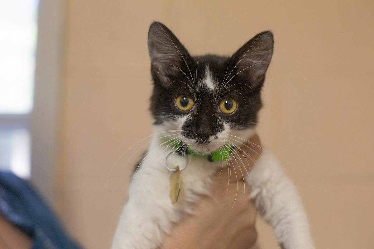 Adoptable Animals