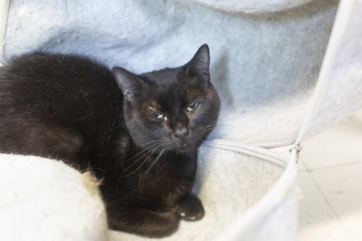 Adoptable Animals