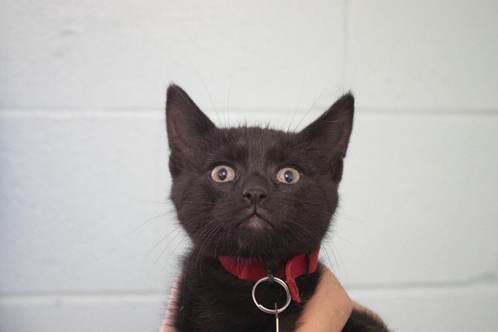 Home [humanesocietyofnca.org]