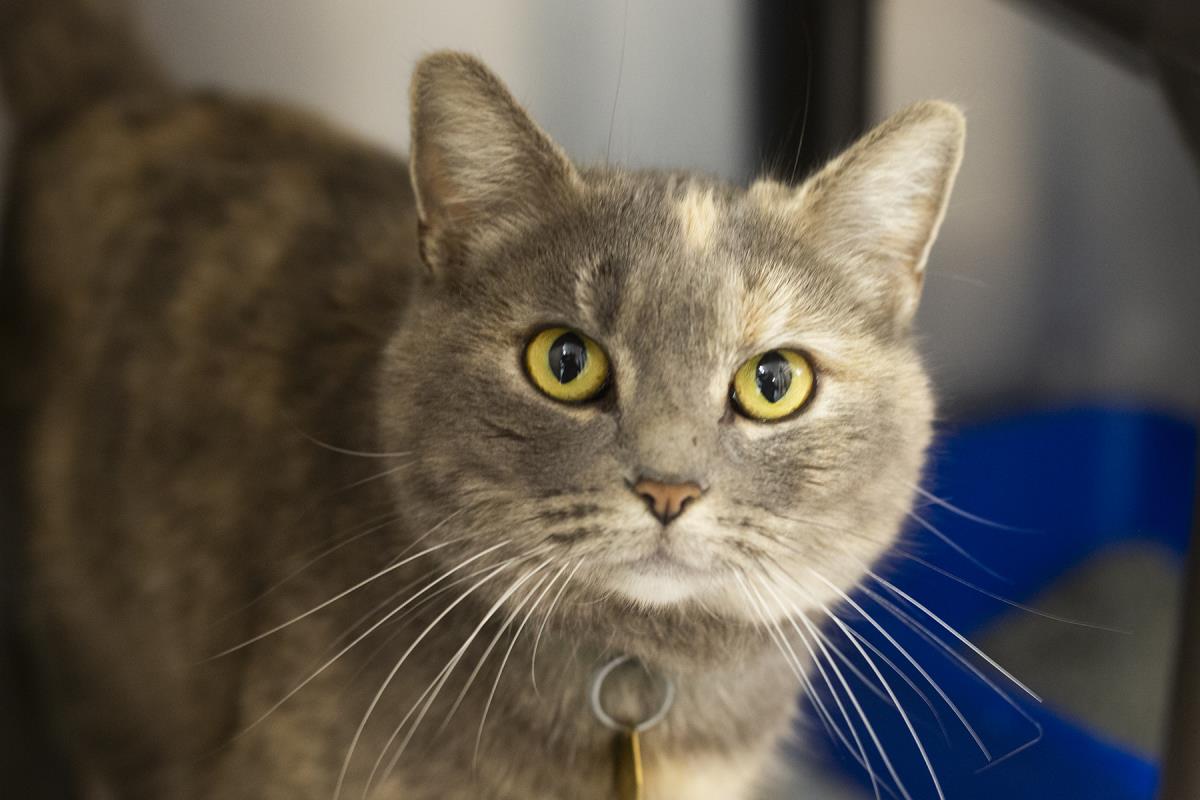 Adoptable Animals