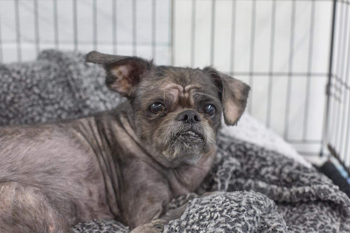 Adoptable Animals