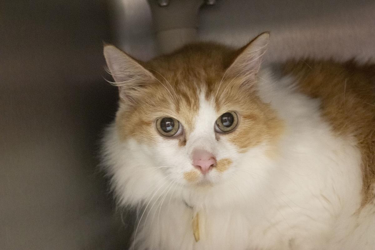 Adoptable Animals