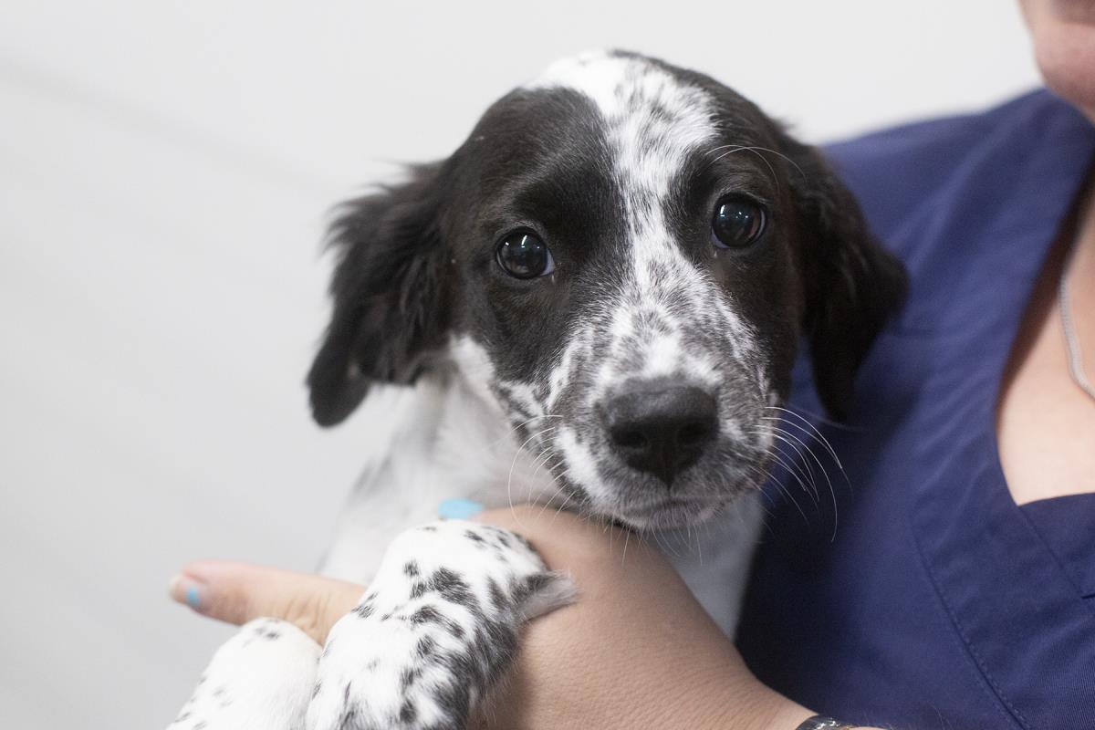 Adoptable Animals