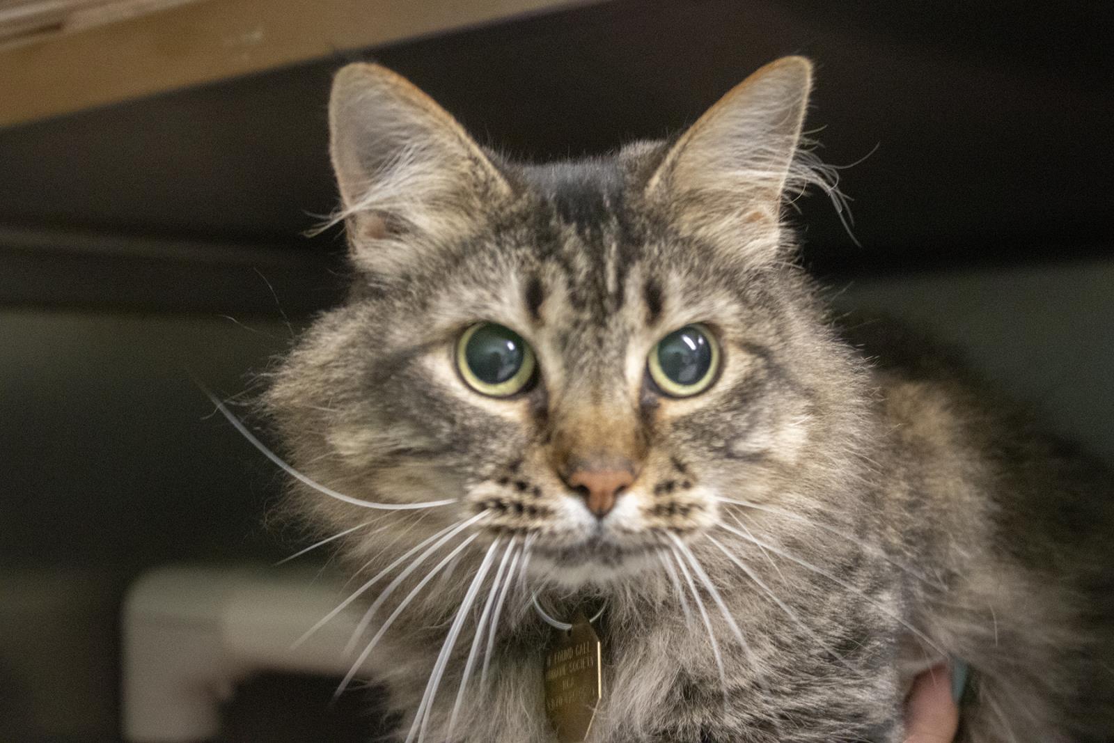 Home [humanesocietyofnca.org]