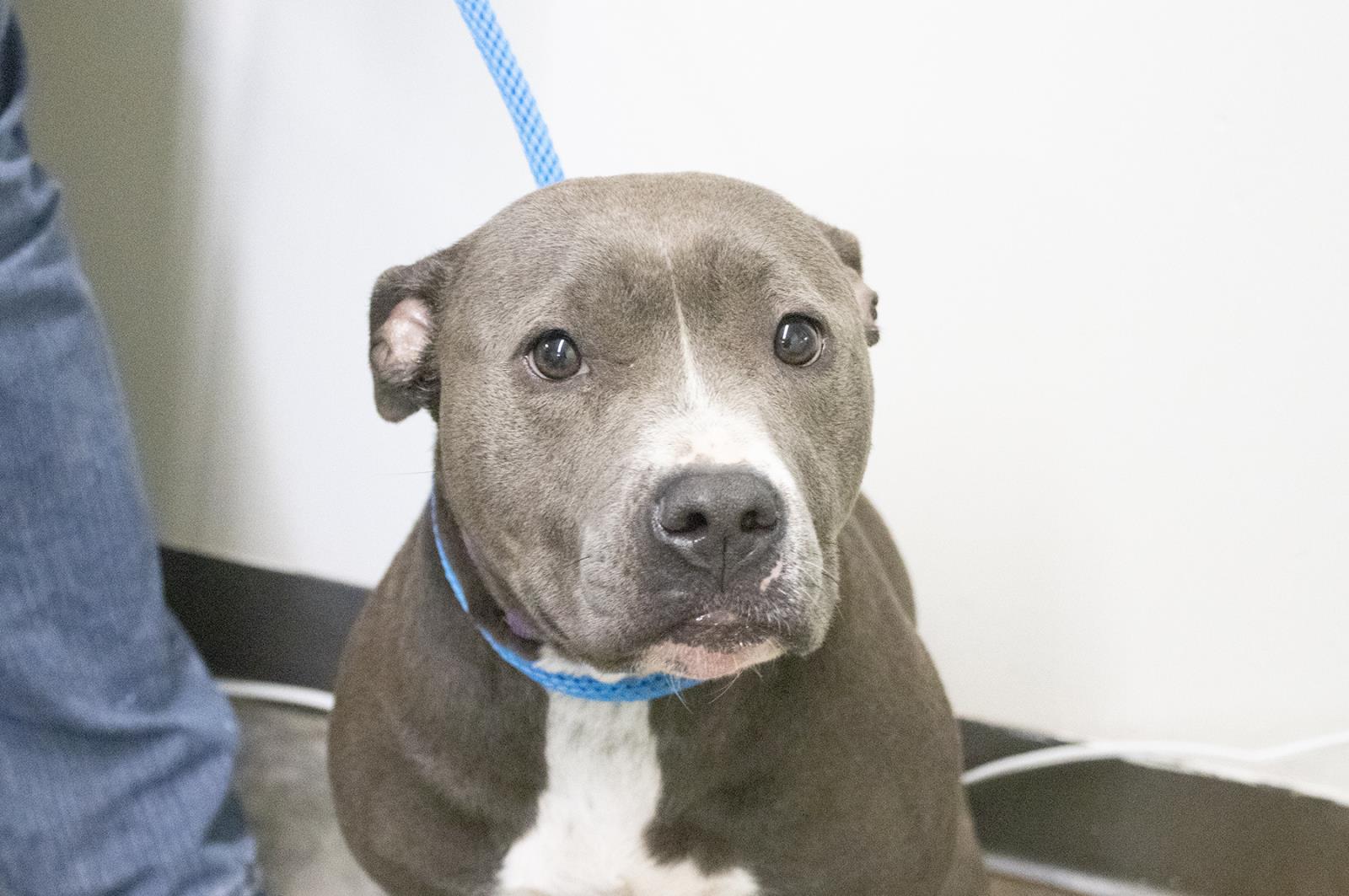 Blue Nose Pitbull Female Puppy