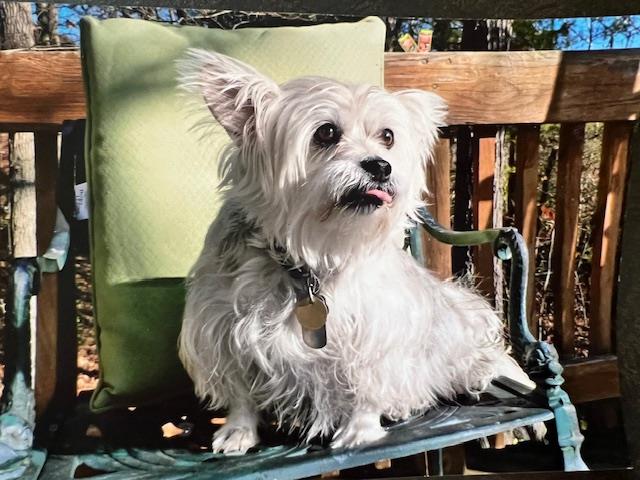 Lost and Found Animals